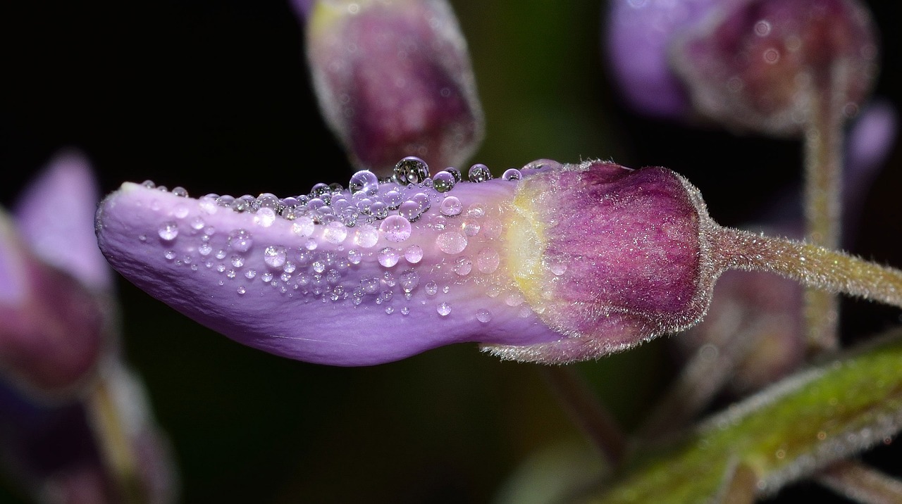 La Nature Fleur Bourgeon - Photo gratuite sur Pixabay - Pixabay