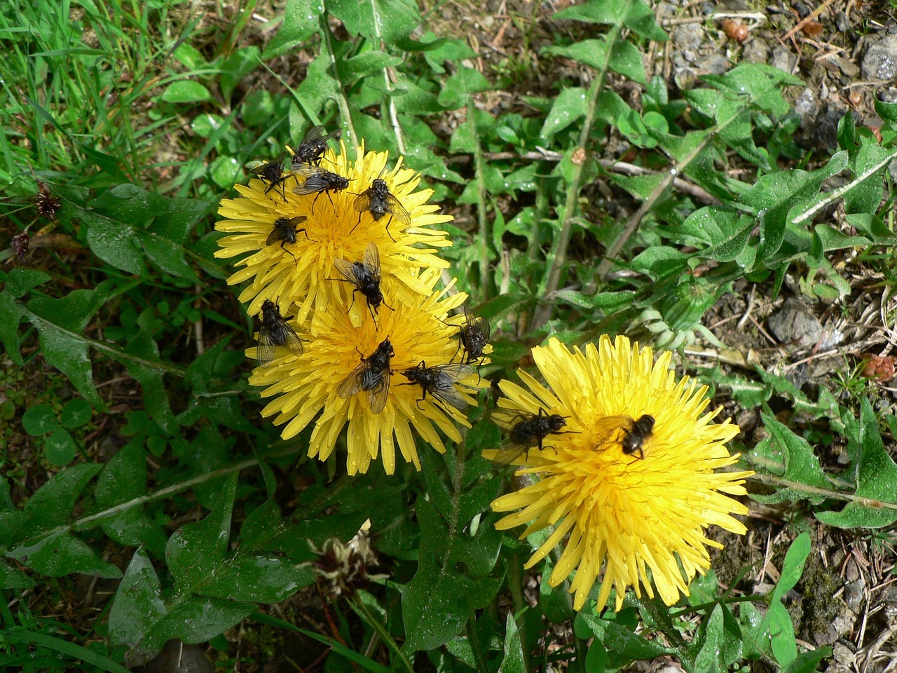 Dandelion Flying Nature - Free photo on Pixabay - Pixabay