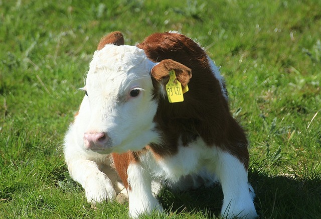 Kalb Holstein-Rind Kuh Holsteiner - Kostenloses Foto auf Pixabay - Pixabay