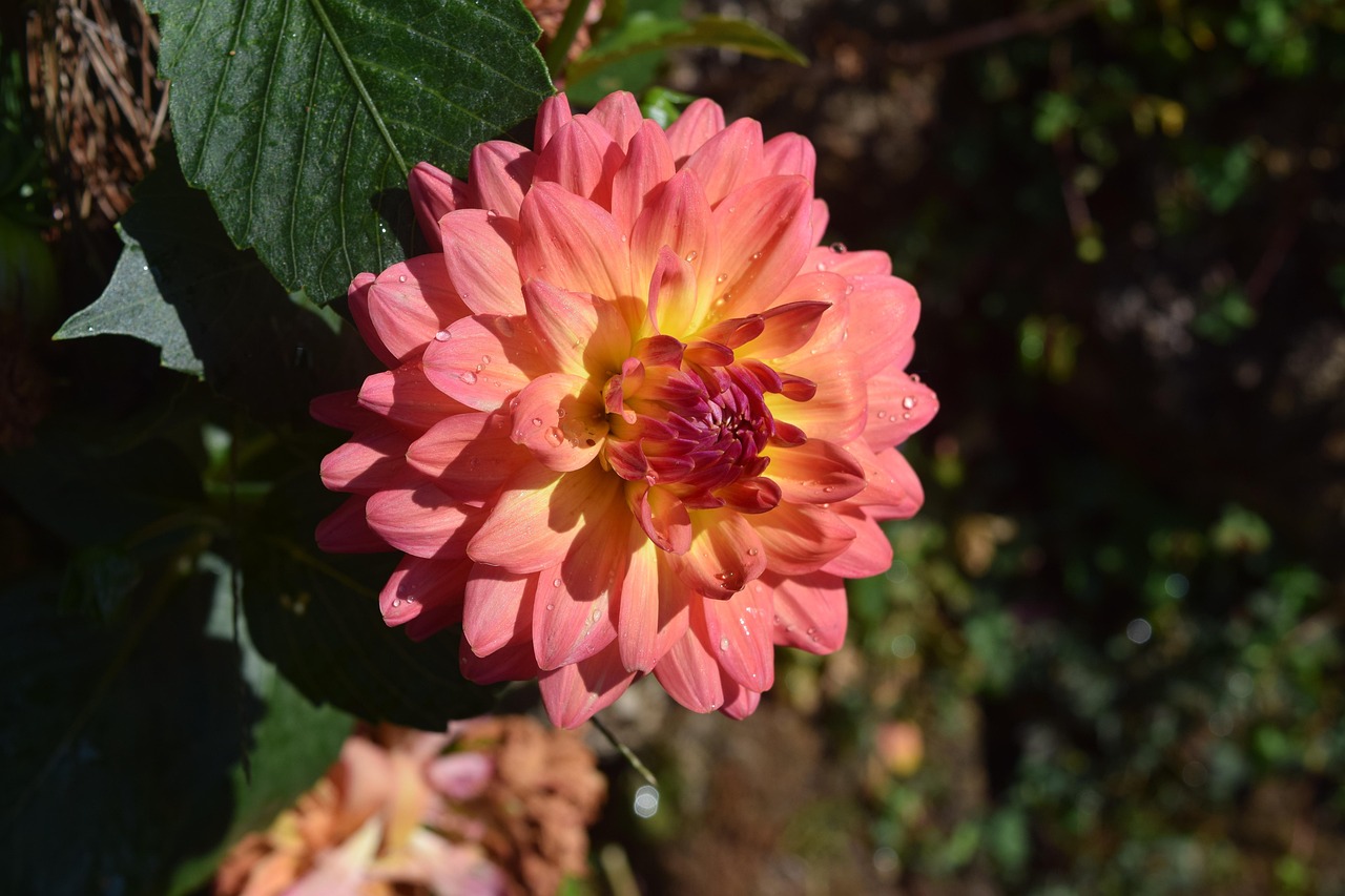 Crisantemo Flor Naturaleza Chiang - Foto gratis en Pixabay - Pixabay