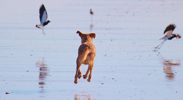 60+ Free Dog Catching & Dog Images - Pixabay