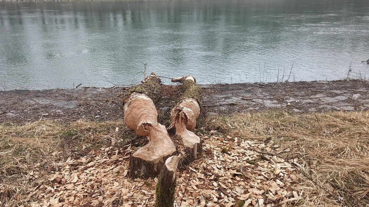 Beaver Damage Beavers Gnaw - Free photo on Pixabay - Pixabay