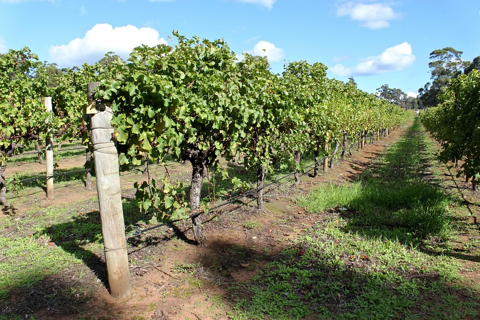 Australia Vines Vineyard Free Photo On Pixabay Pixabay