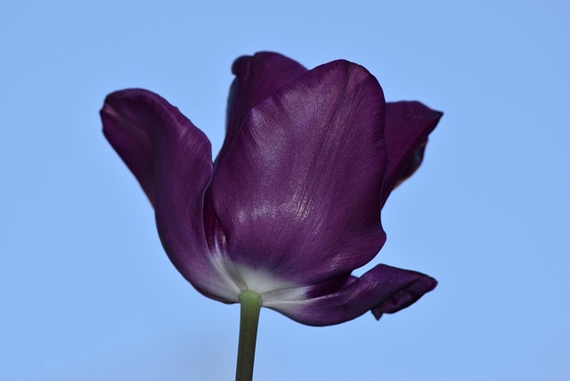 Tulip Violet Nature - Free photo on Pixabay