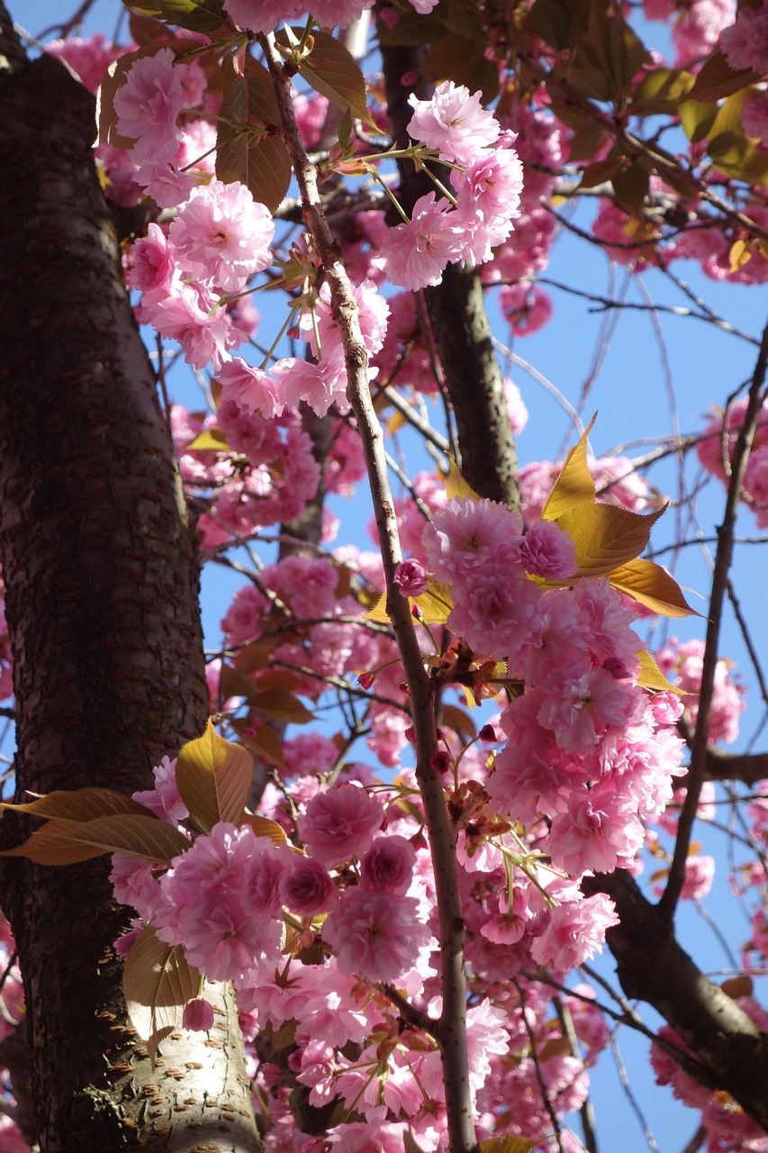 Flor De Cerezo Primavera Centro - Foto gratis en Pixabay - Pixabay