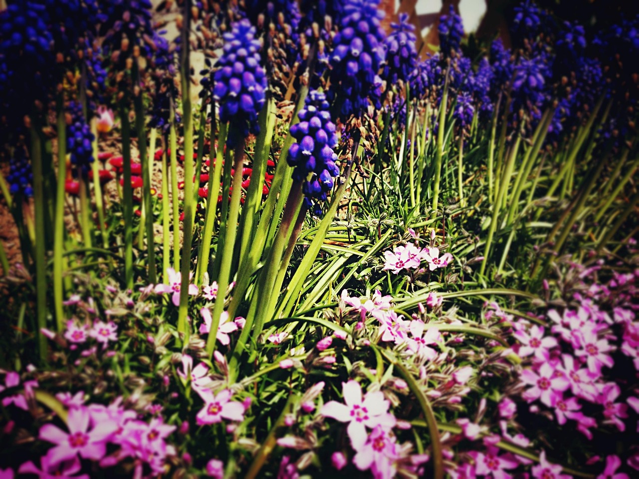Jardim Primavera Flor - Foto gratuita no Pixabay - Pixabay
