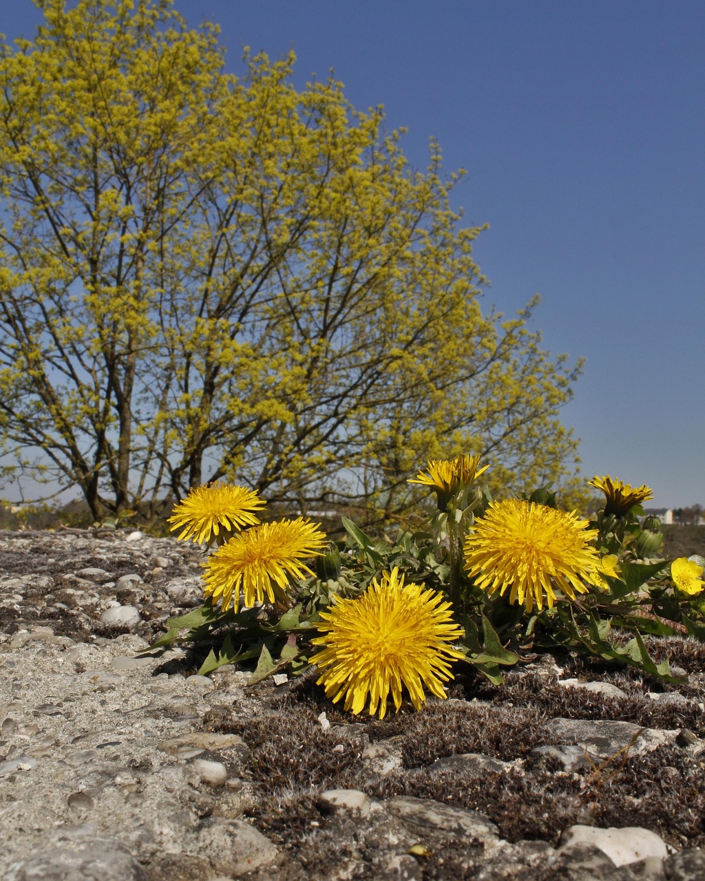 Yellow Landscape Spring - Free photo on Pixabay - Pixabay
