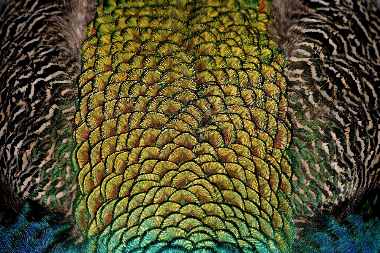Peacock Bird Feather Free Photo On Pixabay