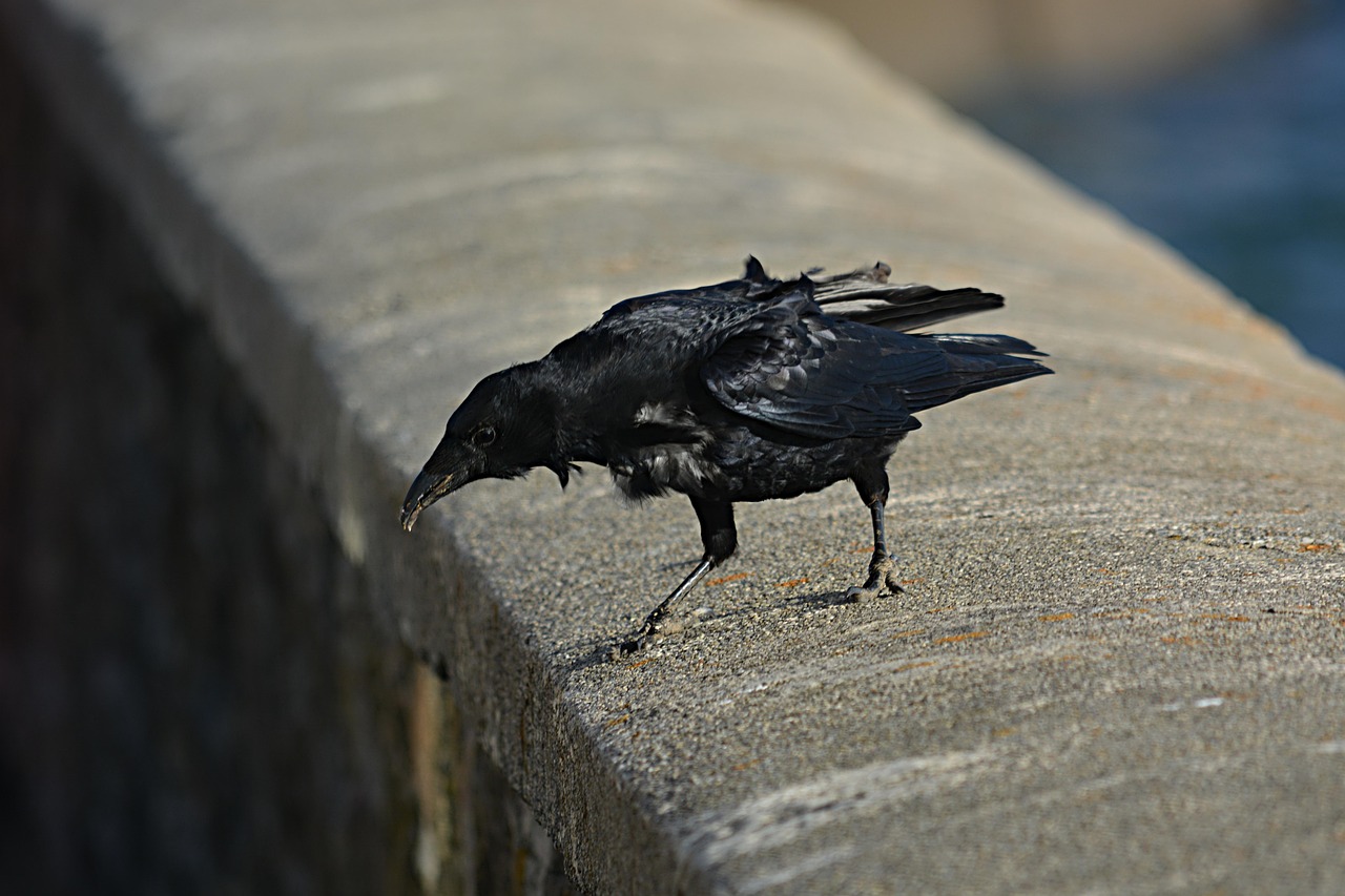 Pájaro Cuervo Naturaleza - Foto gratis en Pixabay - Pixabay