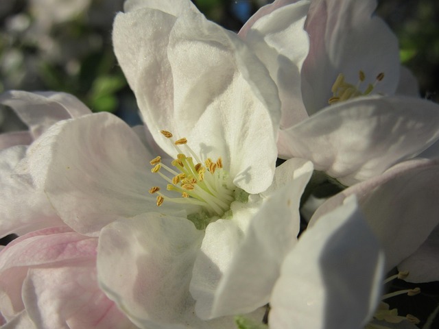Apple Blossom Bloom - Free photo on Pixabay