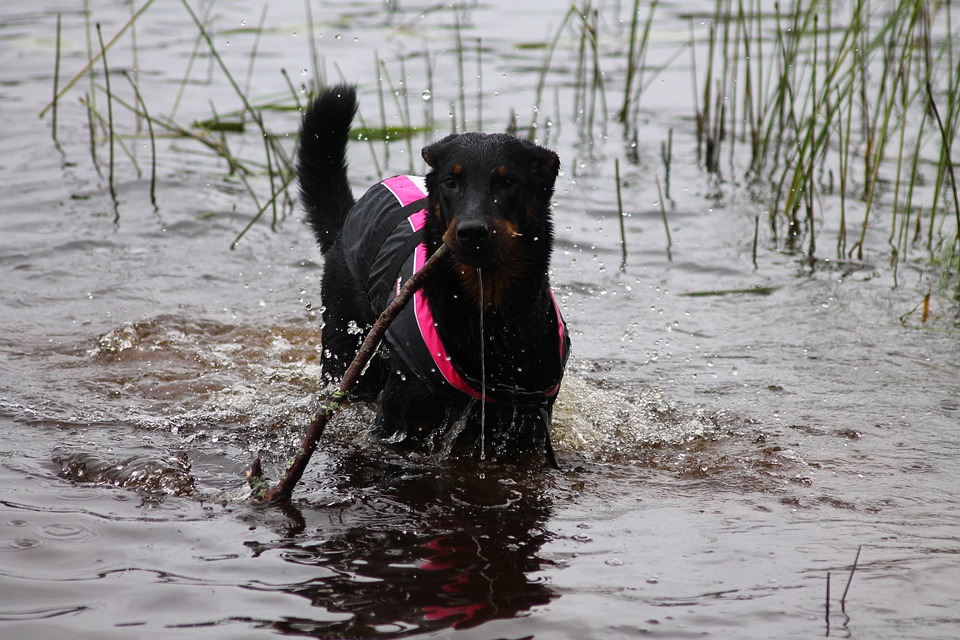 Dog Puppy Beauceron - Free photo on Pixabay - Pixabay