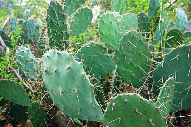 Planta Cacto Natureza - Foto gratuita no Pixabay - Pixabay