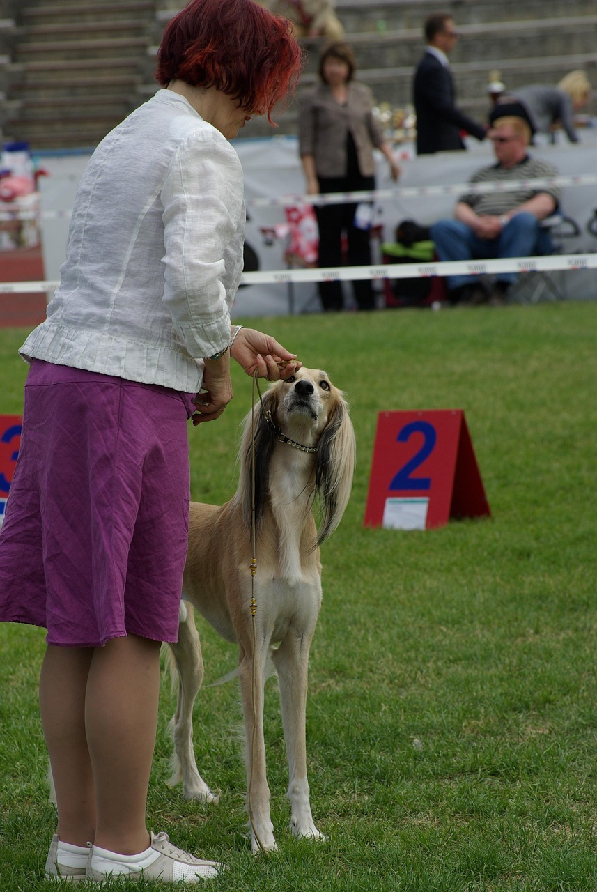 Dog Show Animal - Free photo on Pixabay