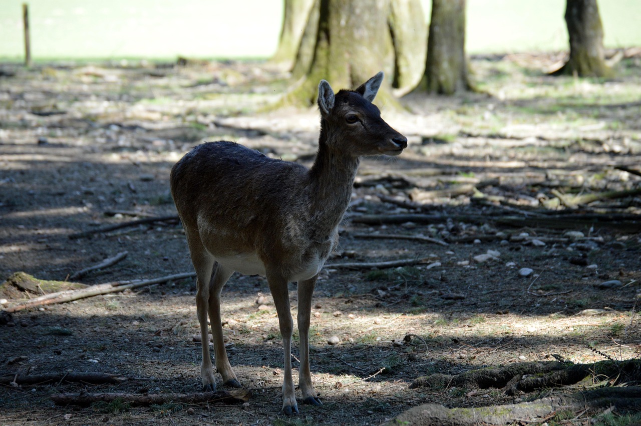 Reh Wild Wald - Kostenloses Foto auf Pixabay