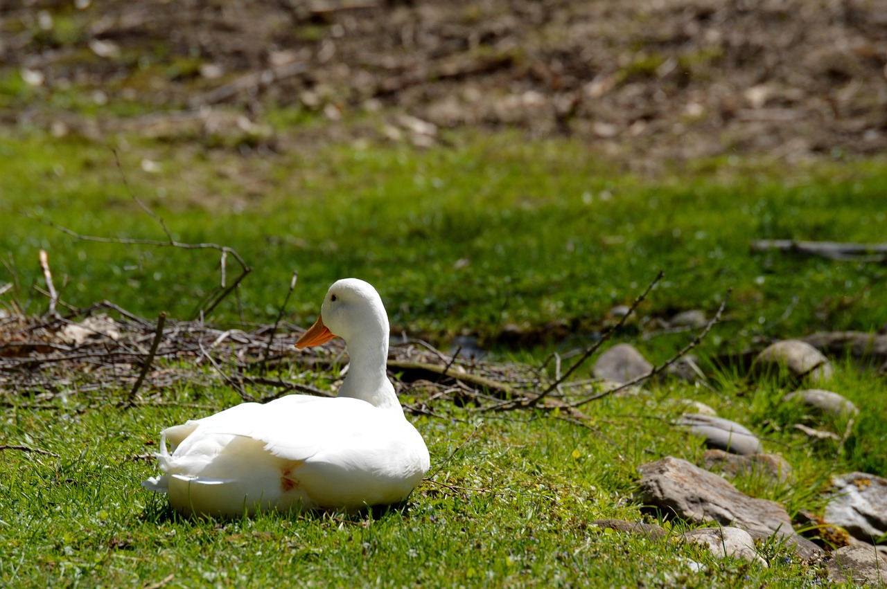 Gans Gänse Tier - Kostenloses Foto auf Pixabay - Pixabay