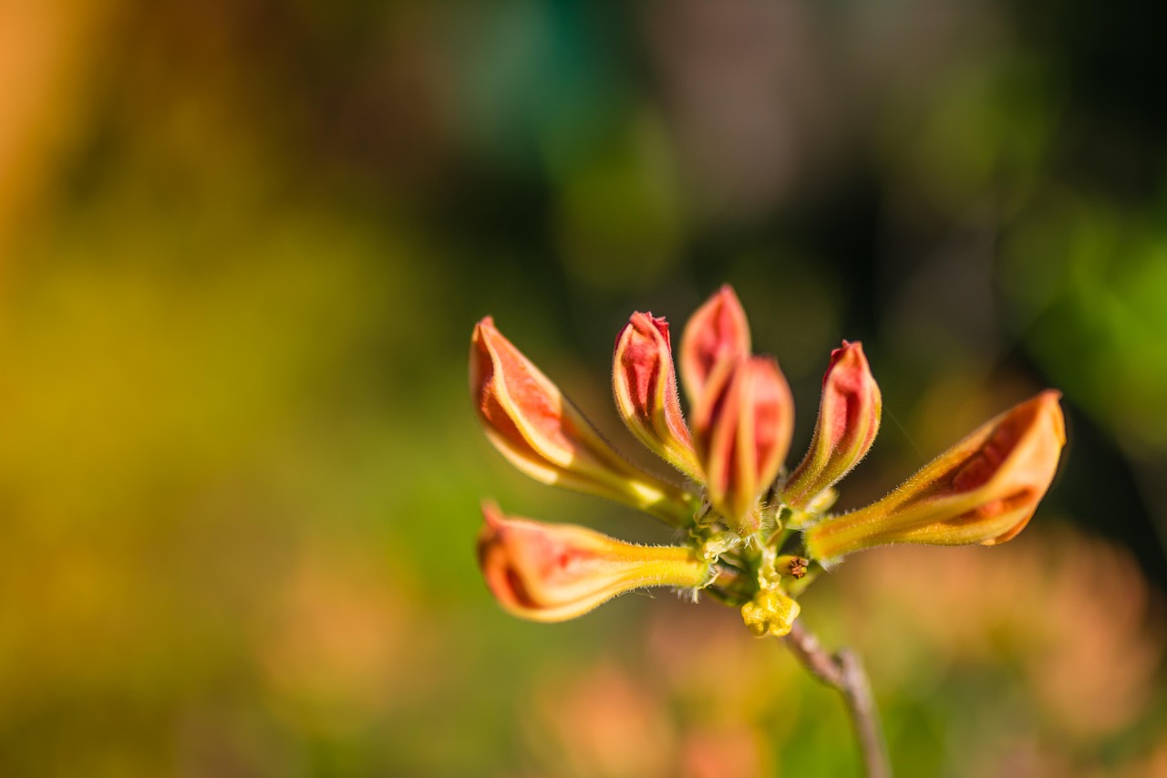 Flower Spring Color - Free photo on Pixabay - Pixabay