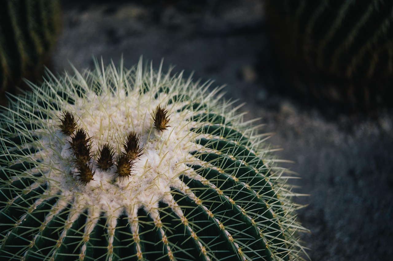 Cactus Thorn Botanical - Free photo on Pixabay - Pixabay