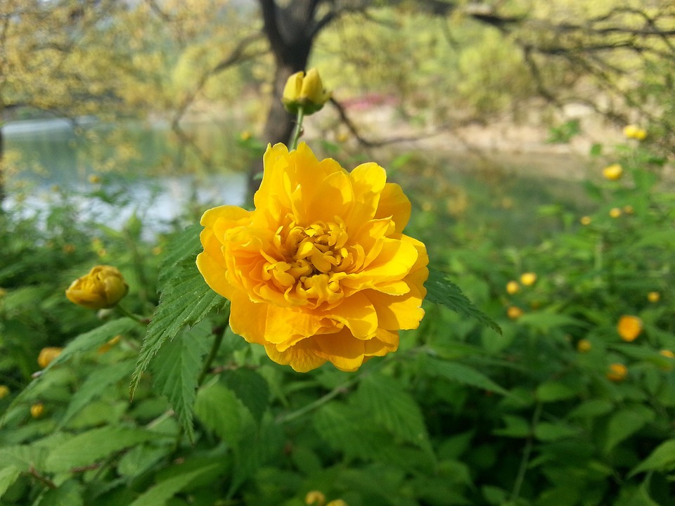 Bunga Kuning - Foto gratis di Pixabay - Pixabay