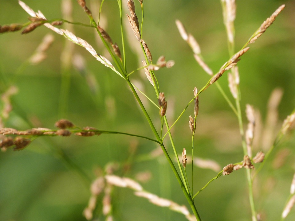 Grass Close Up Grasses - Free photo on Pixabay - Pixabay