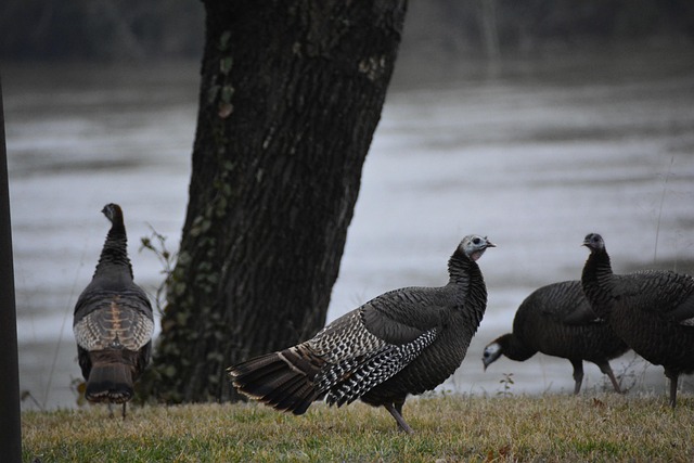 Wild Turkeys River - Free photo on Pixabay - Pixabay