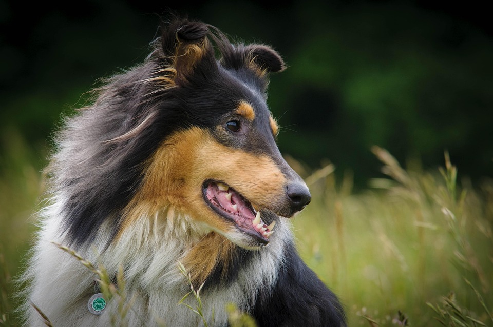 Dog Collie Animal - Free photo on Pixabay - Pixabay