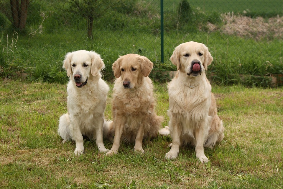 Dogs Golden Retriever Free Photo On Pixabay