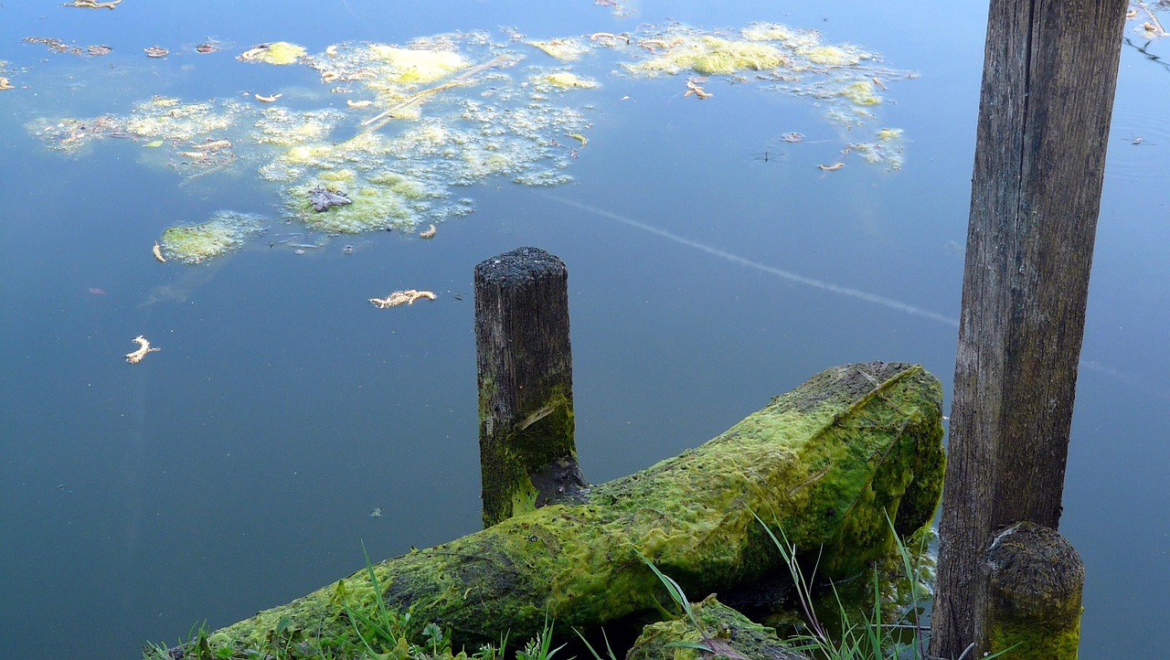 Étang L'Eau La Nature - Photo gratuite sur Pixabay - Pixabay