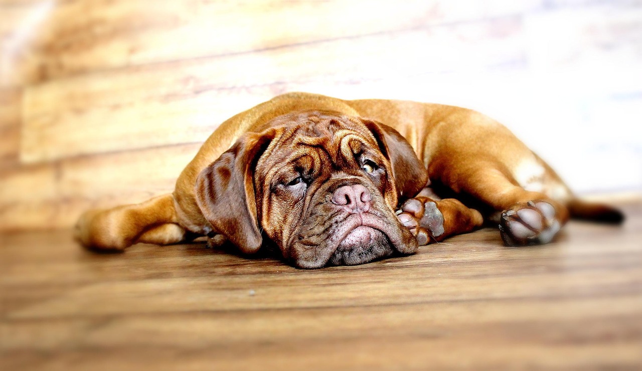 400+ Free Mastiff & Dog Images - Pixabay