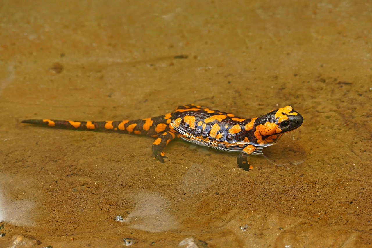 50+ kostenlose Feuersalamander und Salamander-Bilder - Pixabay