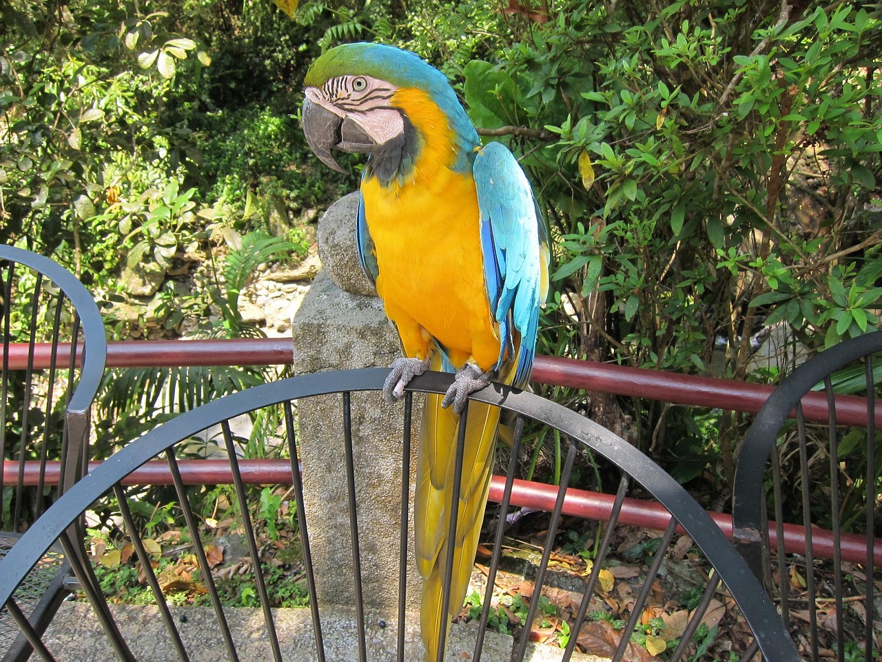 Perroquet Oiseau - Photo gratuite sur Pixabay - Pixabay