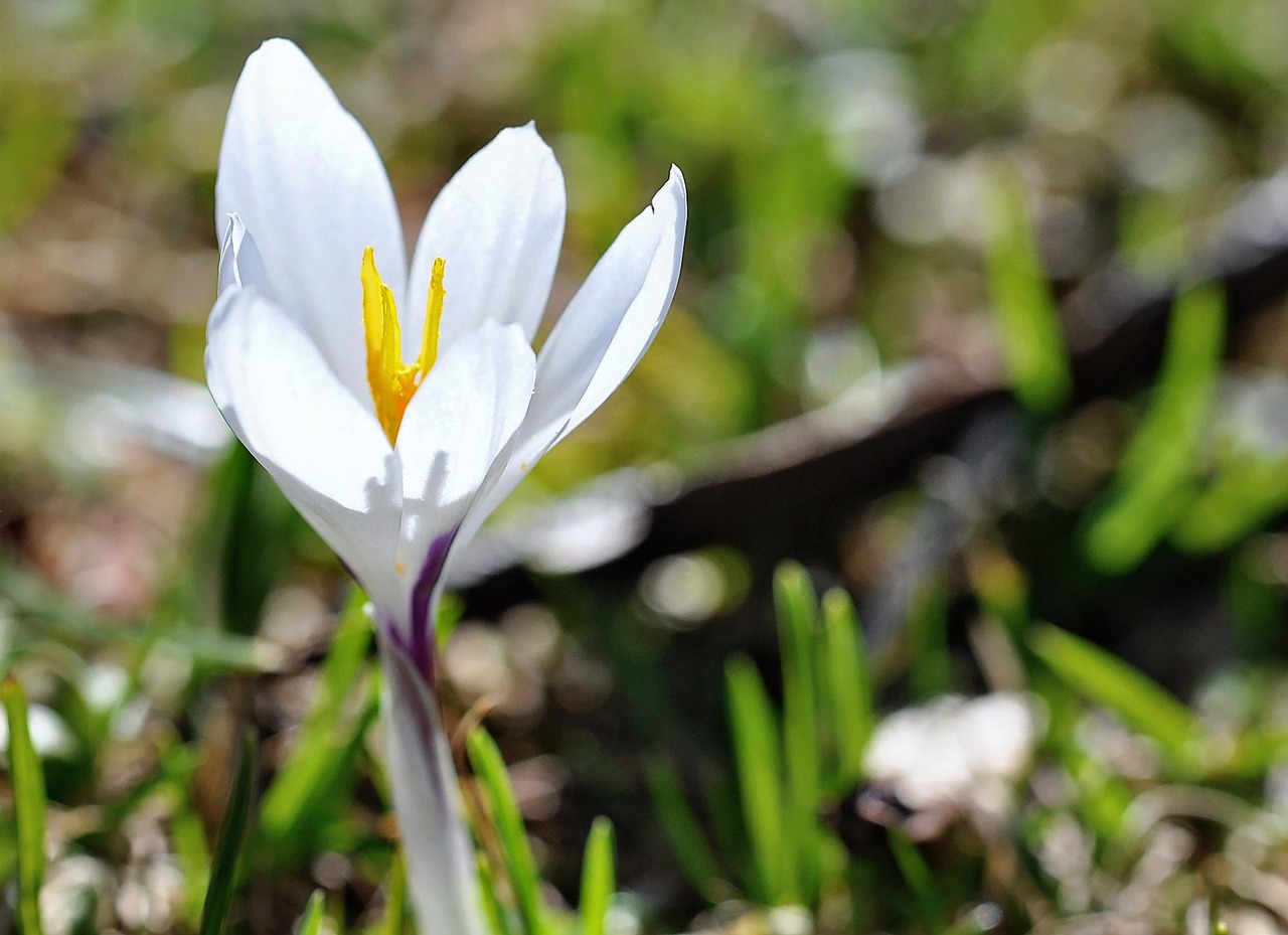 Crocus Fleur Sauvage - Photo gratuite sur Pixabay - Pixabay