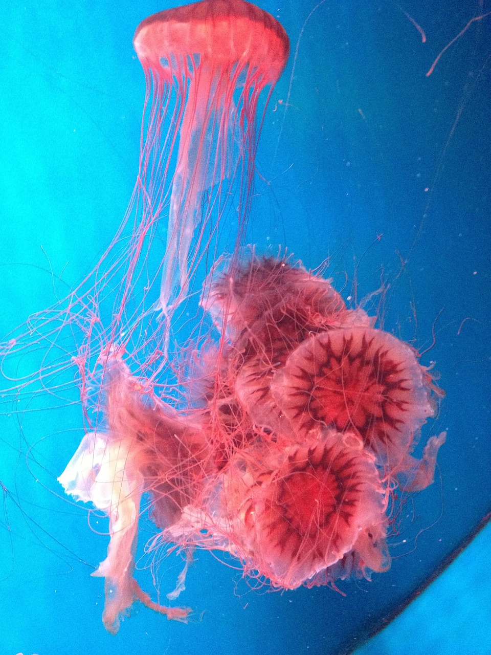 Beautiful Jellyfish Hd