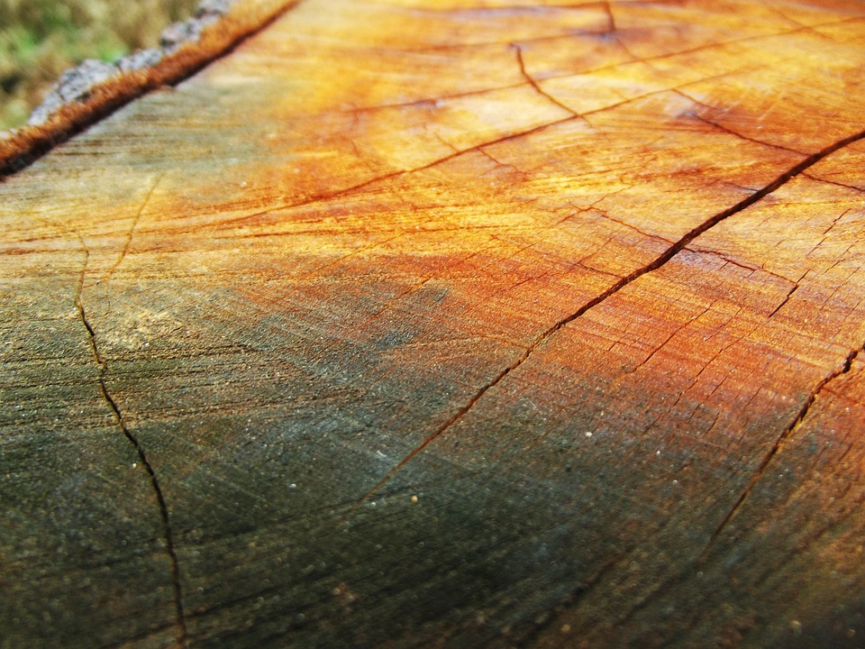 Bois Tronc Scié - Photo gratuite sur Pixabay - Pixabay