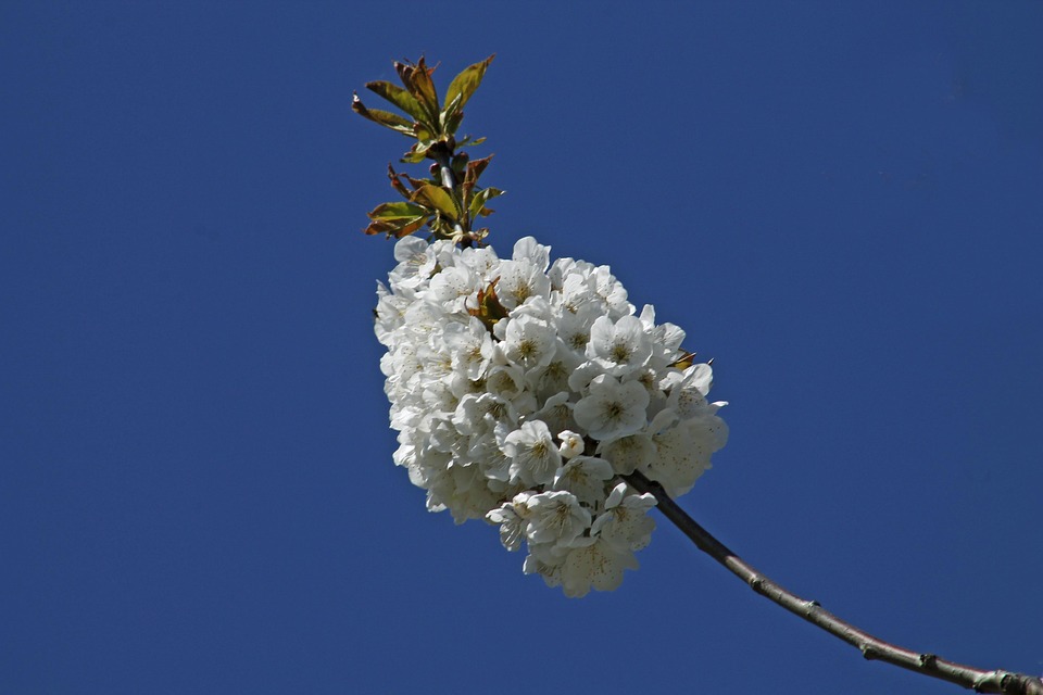 Cherry Blossom Blue Spring Bloom - Free photo on Pixabay - Pixabay
