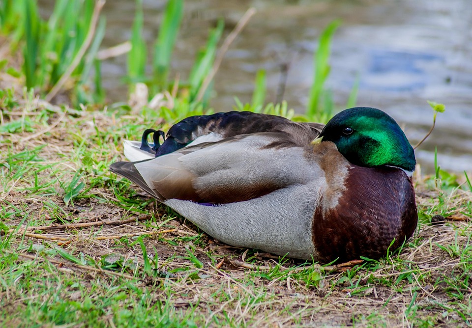Pato Naturaleza Estanque - Foto gratis en Pixabay