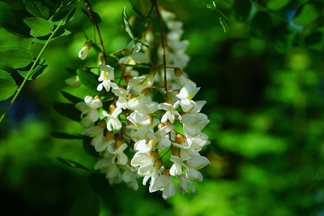 Robinia Leaf Nature - Free photo on Pixabay - Pixabay