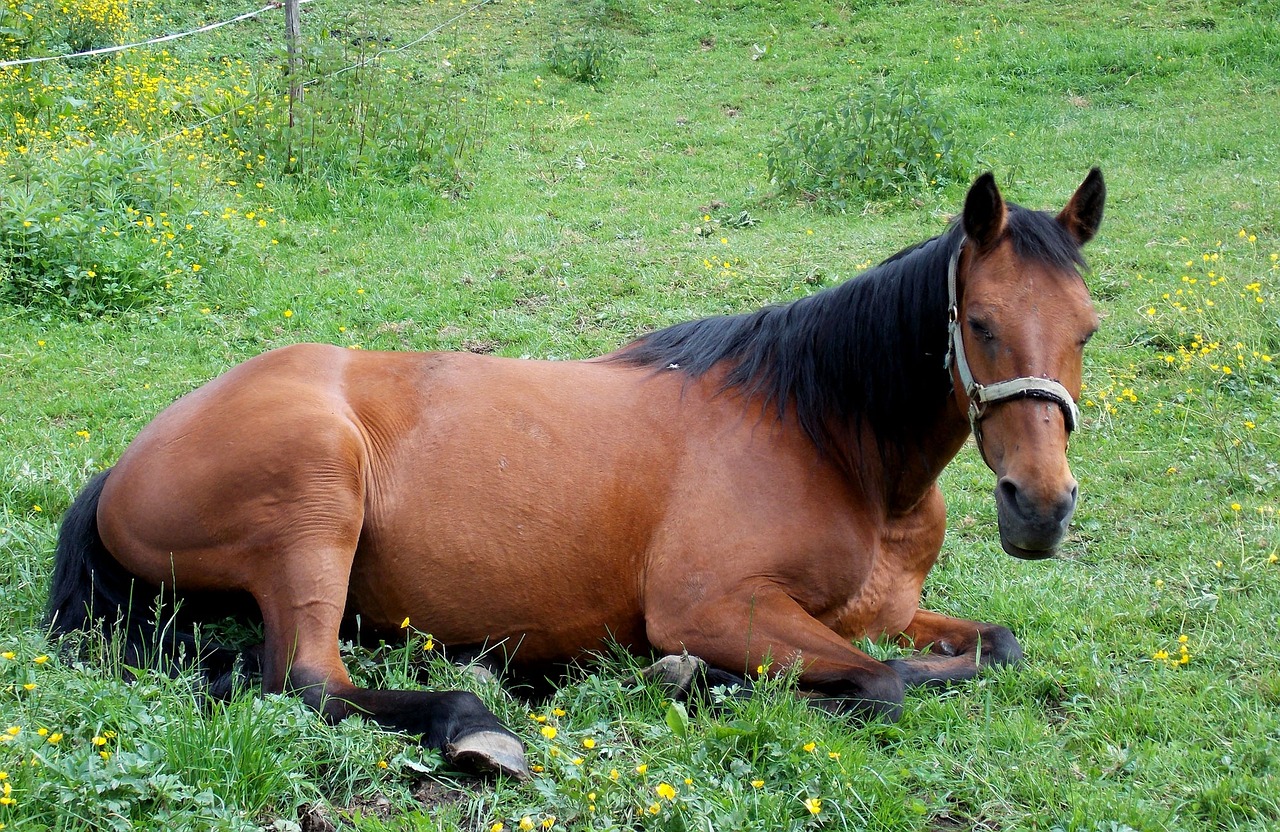 Cheval Animal La Nature - Photo gratuite sur Pixabay - Pixabay