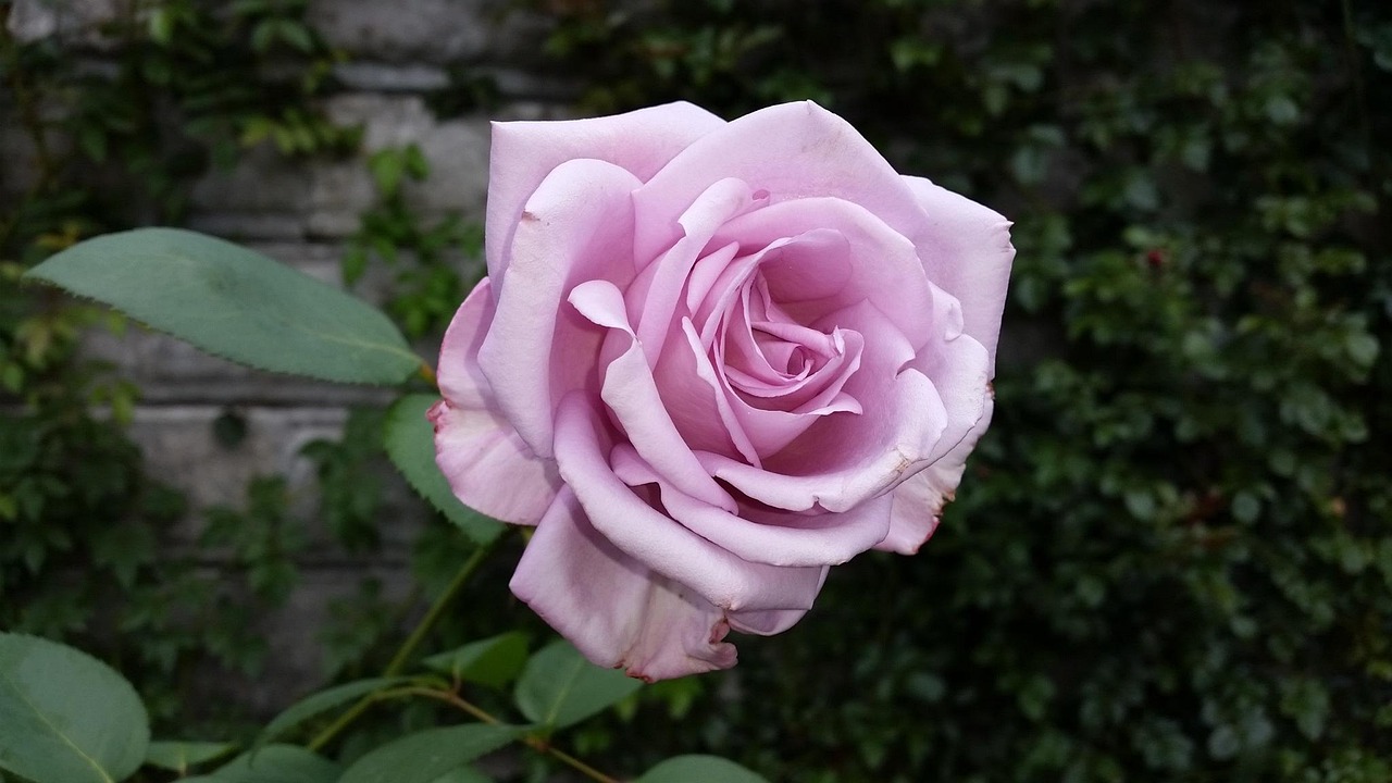Rosa Natureza Tolet - Foto gratuita no Pixabay - Pixabay