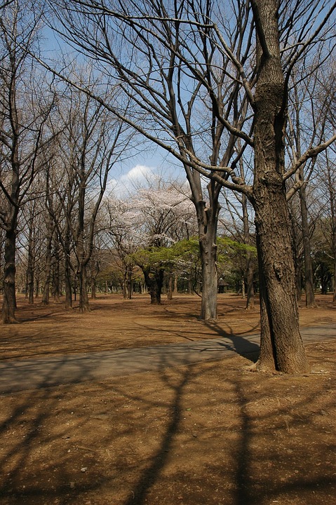 Parc Yoyogi Tokyo Quartier De - Photo gratuite sur Pixabay - Pixabay