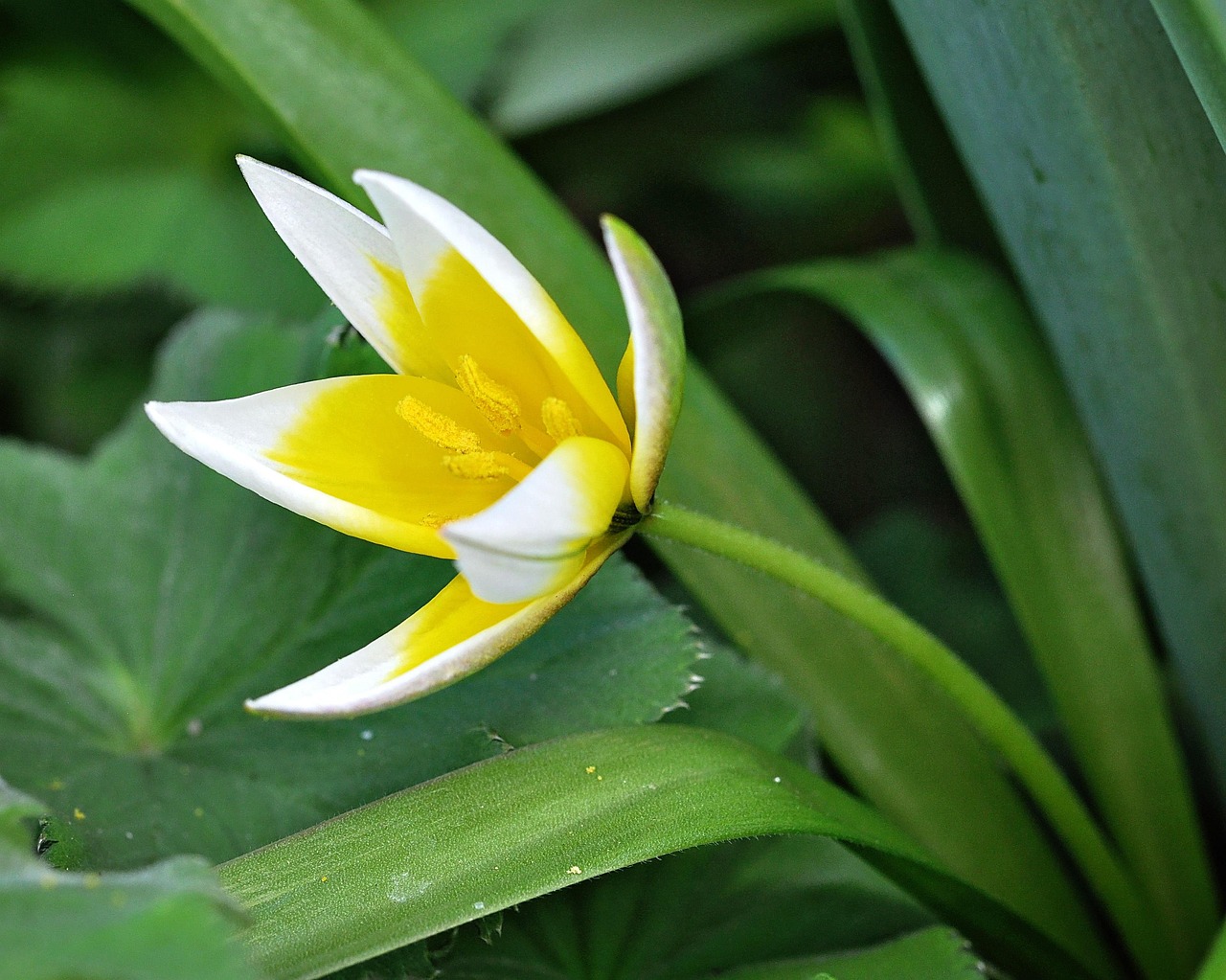 Bintang Tulip Bunga Tanaman - Foto gratis di Pixabay - Pixabay