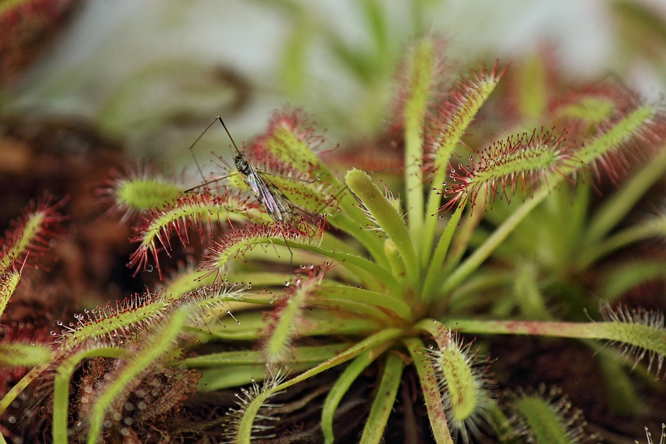 Sundew Caught Mosquito - Free photo on Pixabay - Pixabay