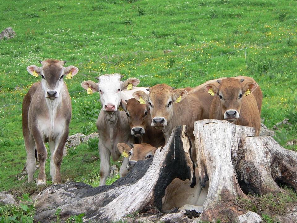 Alp Kälber Kalb - Kostenloses Foto auf Pixabay - Pixabay
