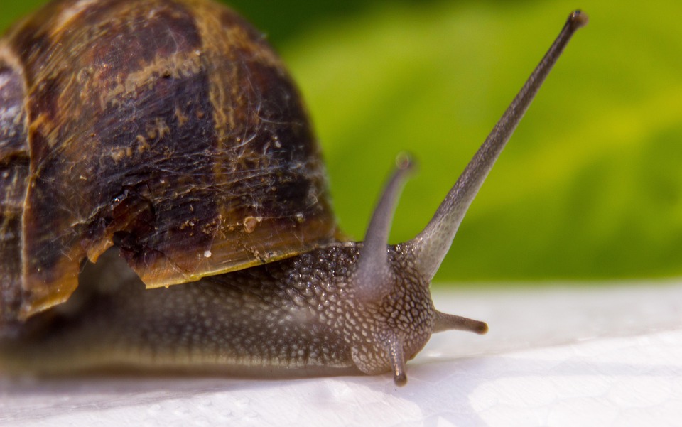 Snail Animal - Free photo on Pixabay - Pixabay