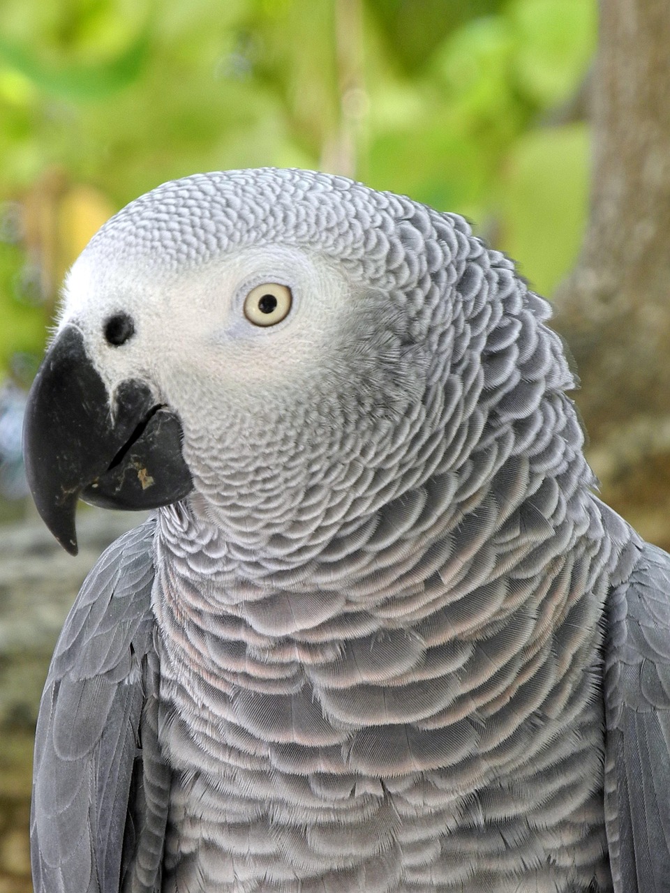 Parrot Gray Head - Free photo on Pixabay - Pixabay
