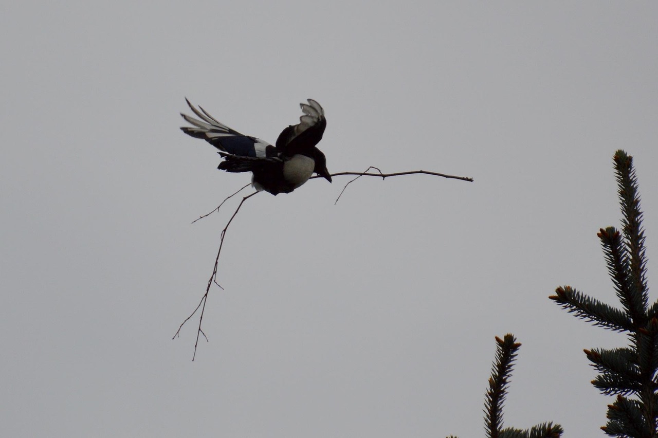 Elster Flug Nest - Kostenloses Foto auf Pixabay