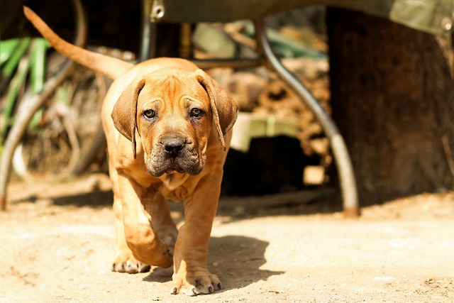 Boerboel Dog White - Free photo on Pixabay - Pixabay