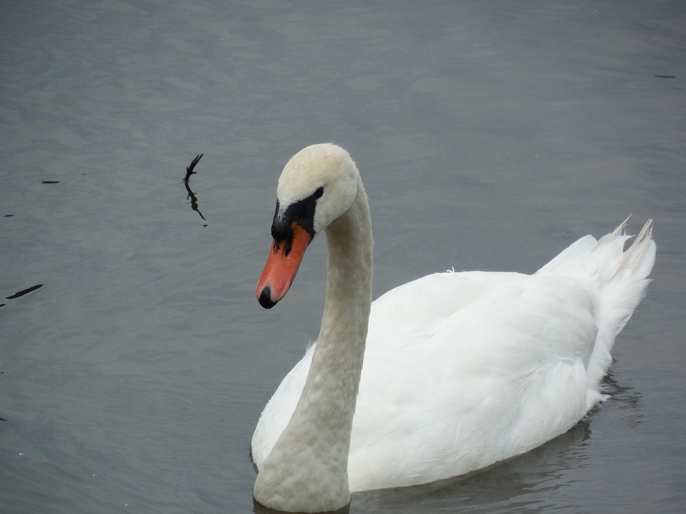 Ave Cisne Pájaro Fauna - Foto gratis en Pixabay - Pixabay