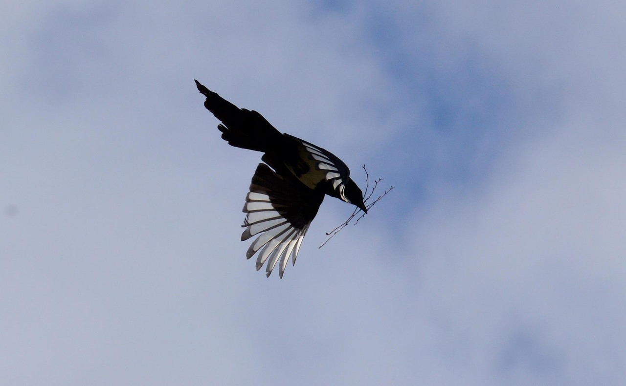 Magpie Flight Feathers - Free photo on Pixabay