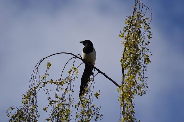 Elster Flug Federn - Kostenloses Foto auf Pixabay - Pixabay