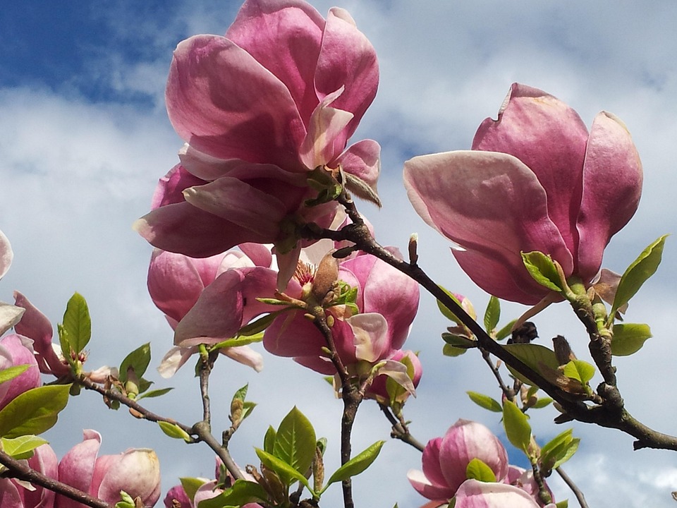 Magnolia Sky Bloom - Free photo on Pixabay - Pixabay